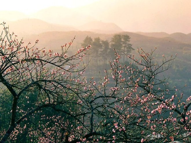 Ba loài hoa tháng 1 gọi dân Phượt lên đường